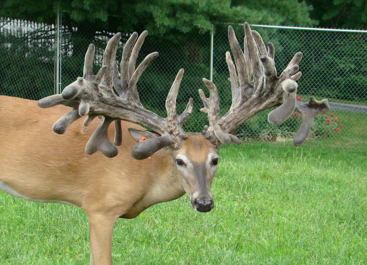 Production - Rocky Ridge Whitetails