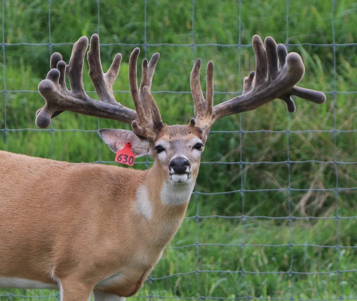 Production - Rocky Ridge Whitetails