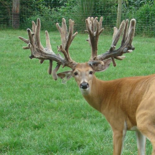 Breeder - Rocky Ridge Whitetails