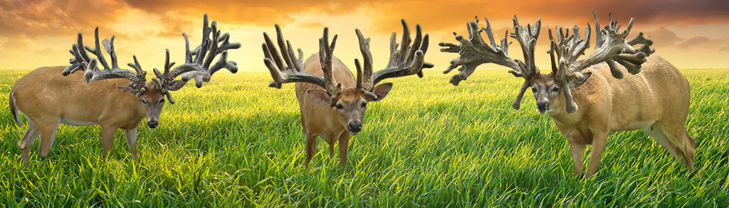 Production - Rocky Ridge Whitetails