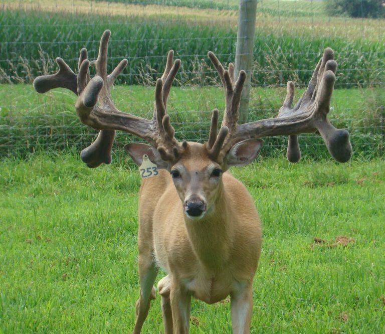 Production - Rocky Ridge Whitetails