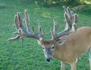 Production - Rocky Ridge Whitetails