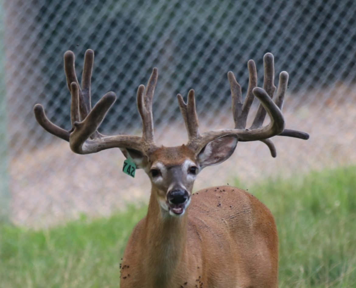 Production - Rocky Ridge Whitetails