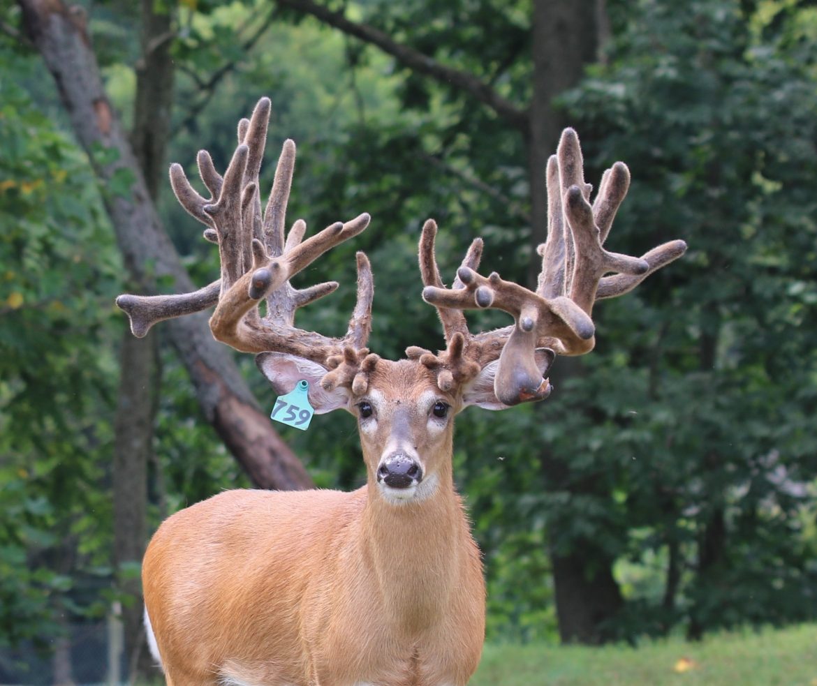 Production - Rocky Ridge Whitetails