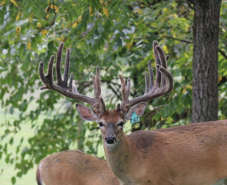 Production - Rocky Ridge Whitetails