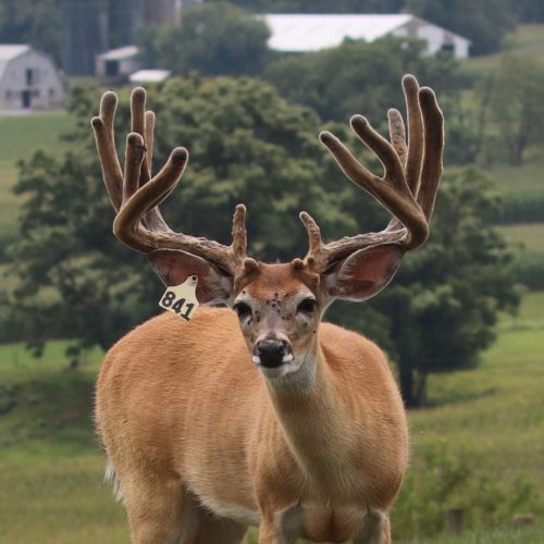 Breeder - Rocky Ridge Whitetails