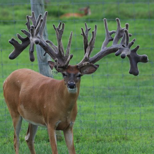 Breeder - Rocky Ridge Whitetails