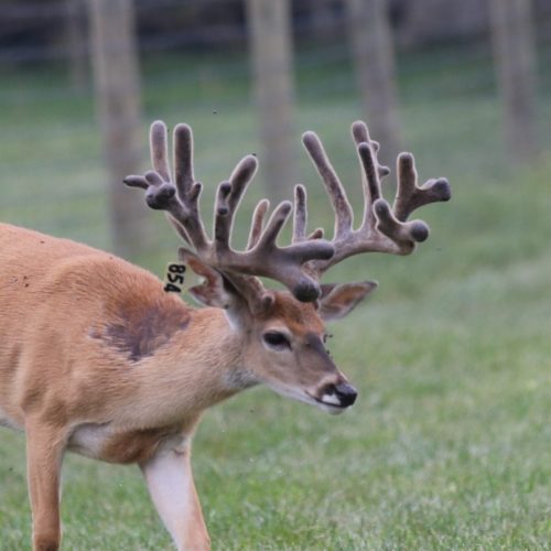 Breeder - Rocky Ridge Whitetails