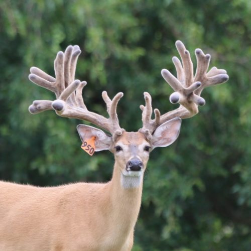 Breeder - Rocky Ridge Whitetails